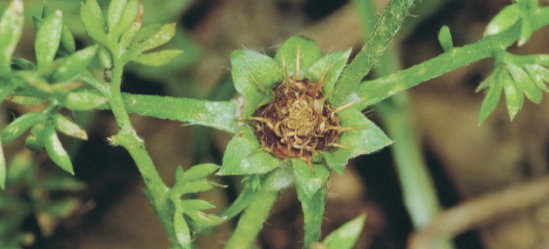 Bindii / Jo-Jo Weed / Onehunga (Soliva pterosperma) | WeedForce