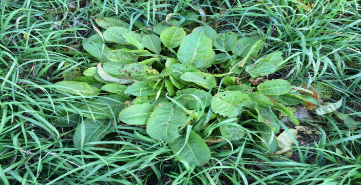 Docks (Rumex spp.) | WeedForce